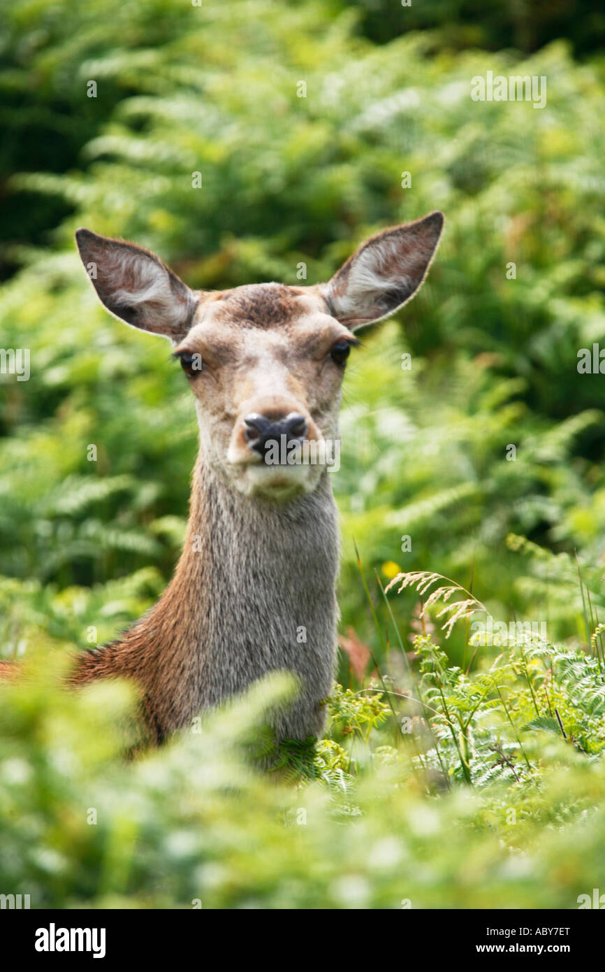 British red deer hind hi-res stock photography and images - Alamy