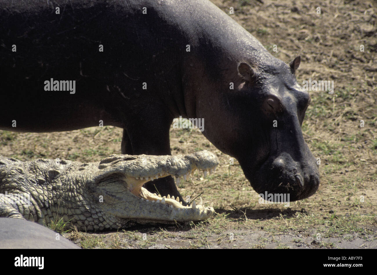 Crocodile krokodil hi-res stock photography and images - Alamy