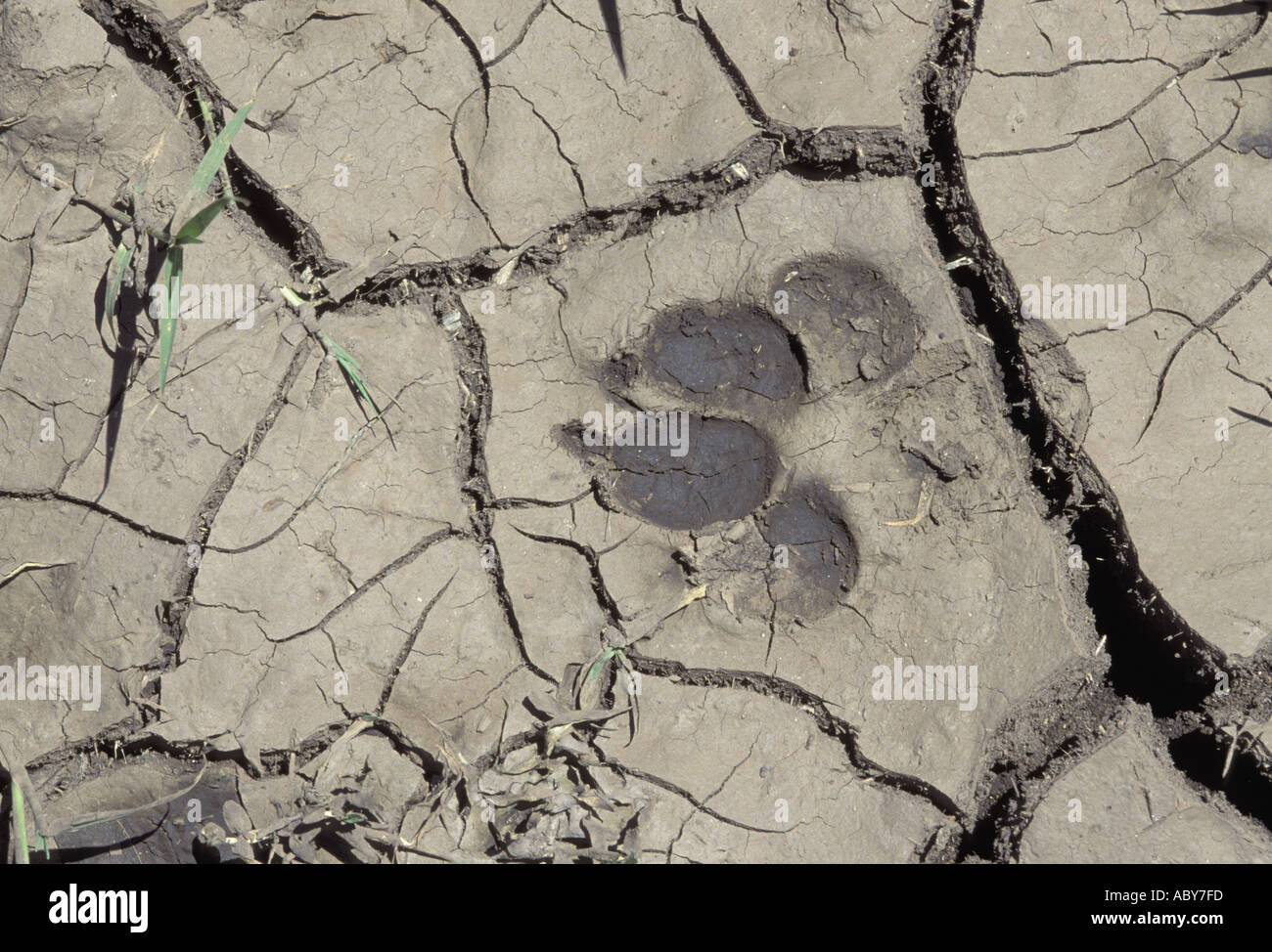 Hyaena Spotted hyaena foot print Crocuta crocuta Tüpfelhyaene ...