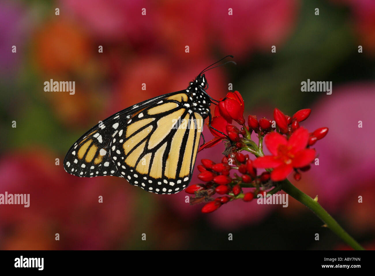 Monarch butterfly profile view Stock Photo - Alamy