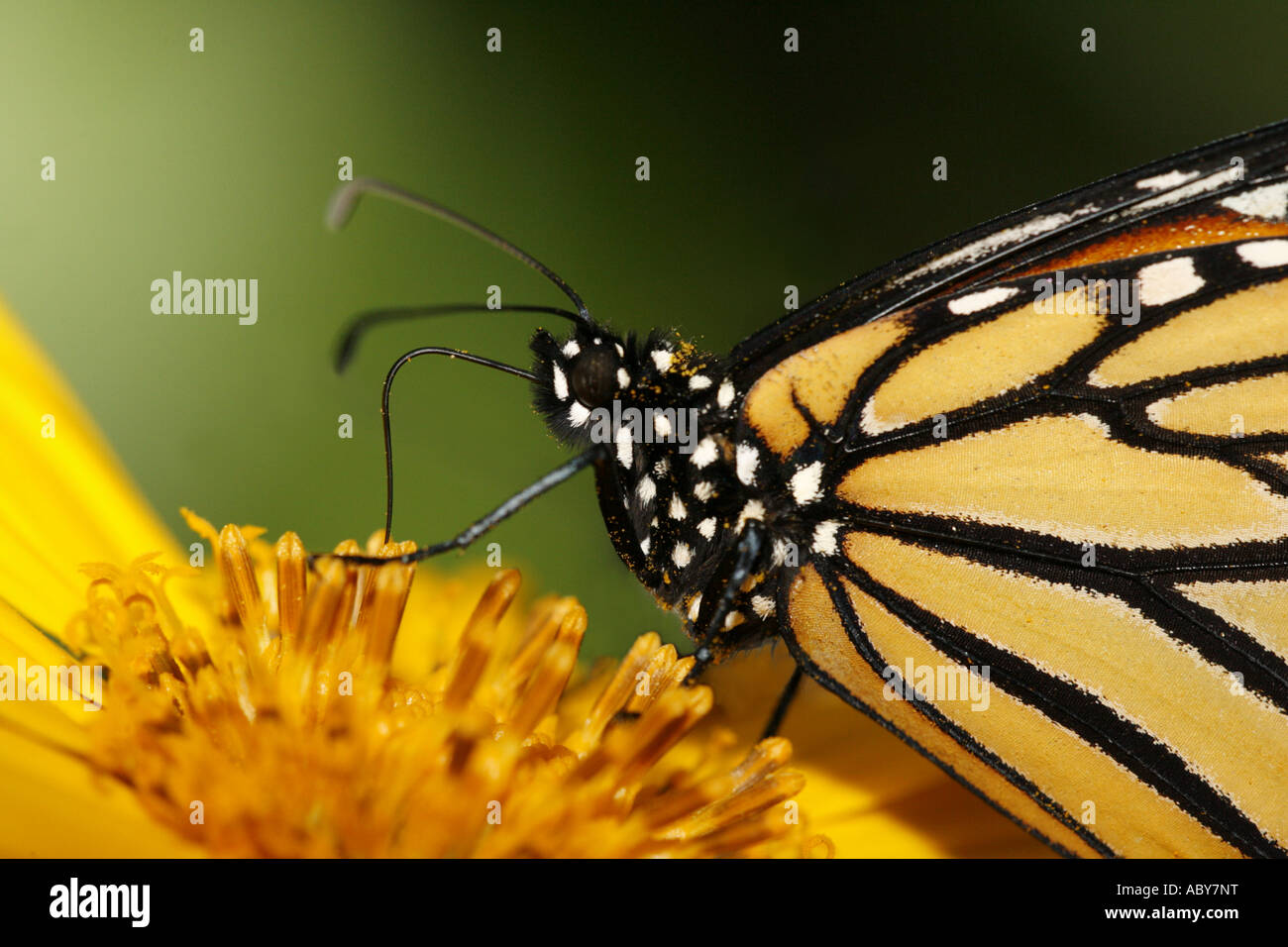 Monarch butterfly portrait Stock Photo - Alamy