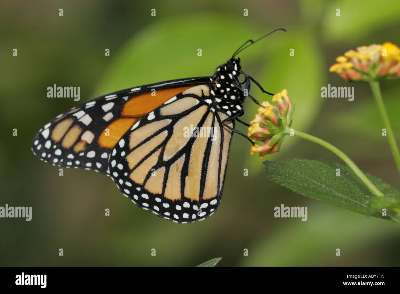 Monarch butterfly profile view Stock Photo - Alamy