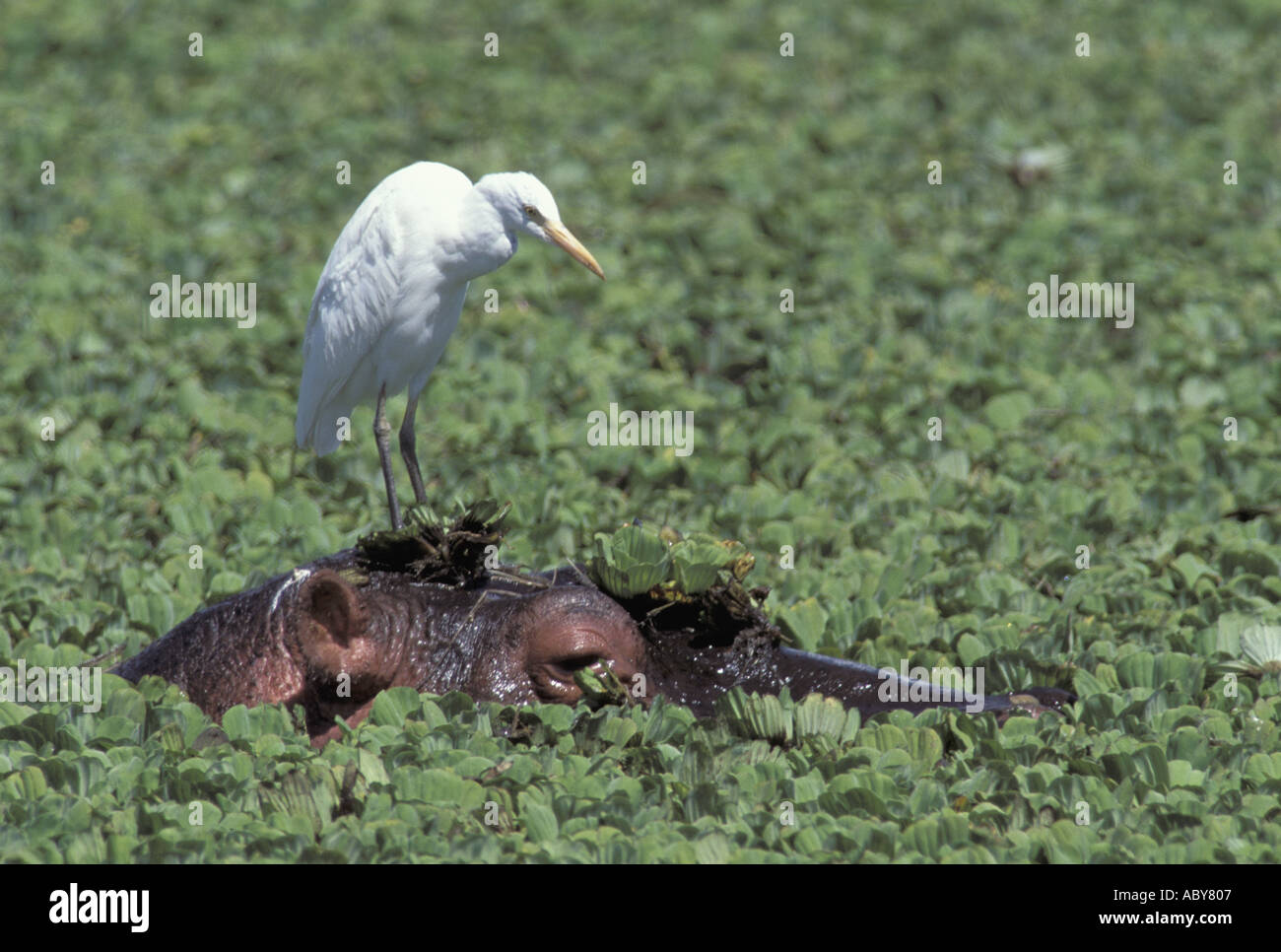 Hippo Hippopotamus with a bird standing on the head Hippopotamus ...