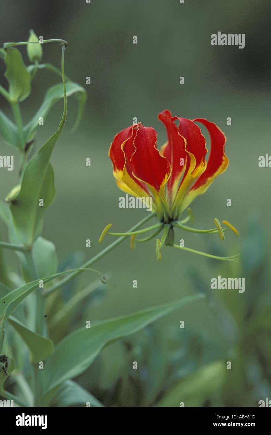 Flame lily Ruhmeslilie Gloriosa virescens Flower Blume Masai Mara Kenya ...