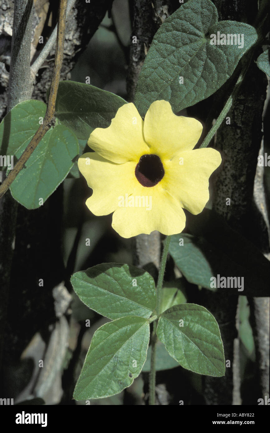 Schwarze susan hi-res stock photography and images - Alamy