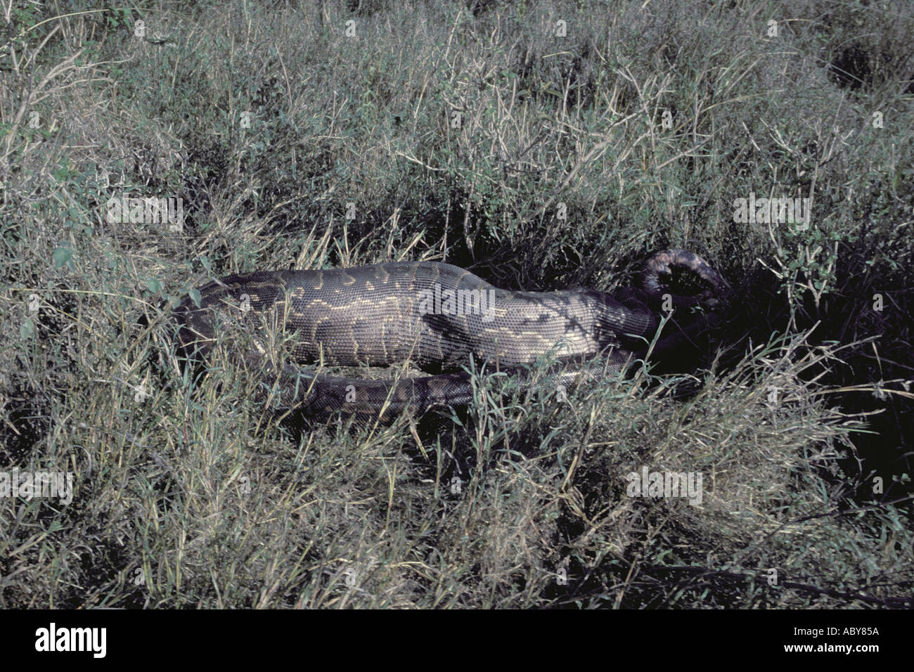 Python eating an impala hi-res stock photography and images - Alamy