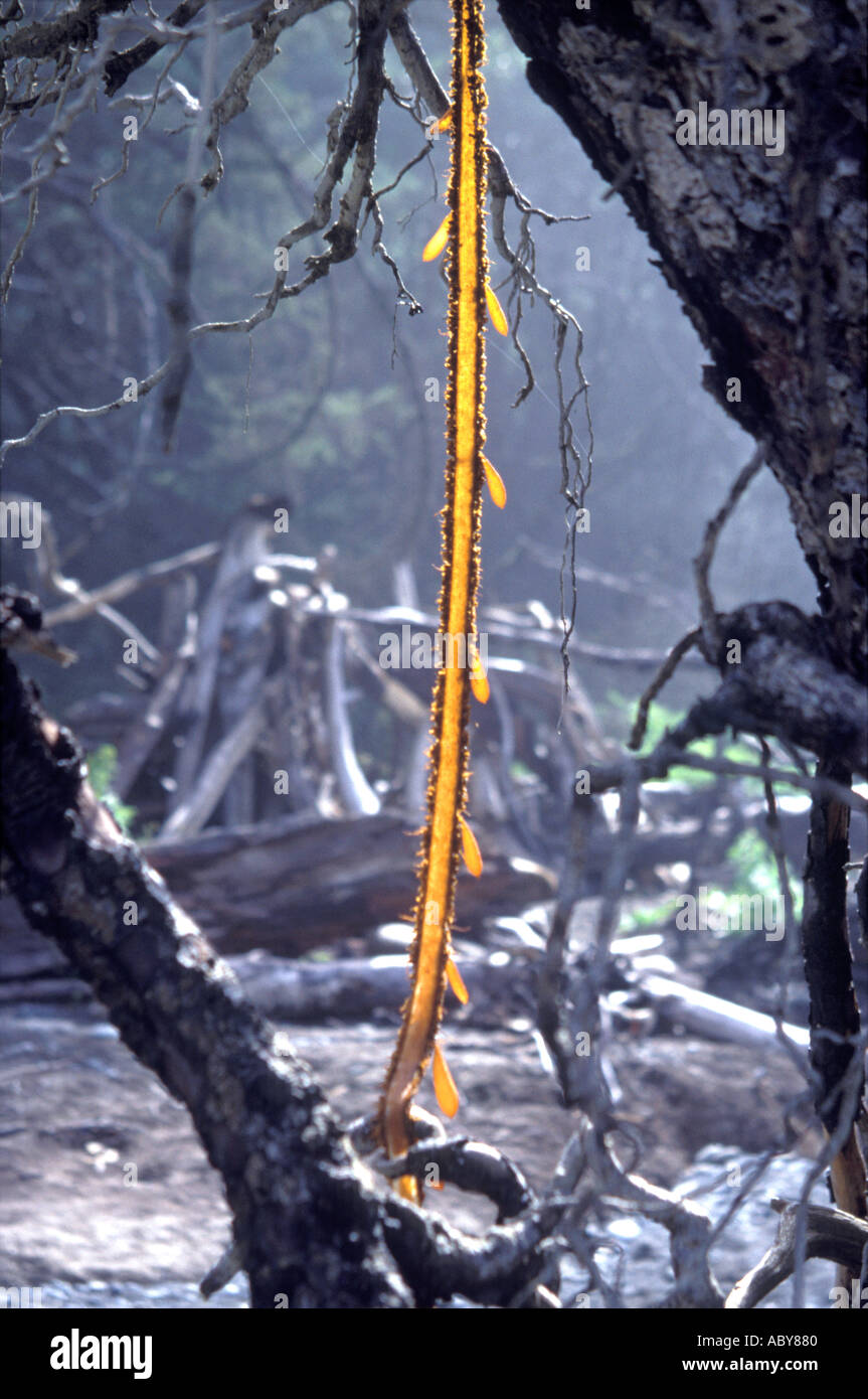Backlit seaweed hanging from tree branch Stock Photo - Alamy