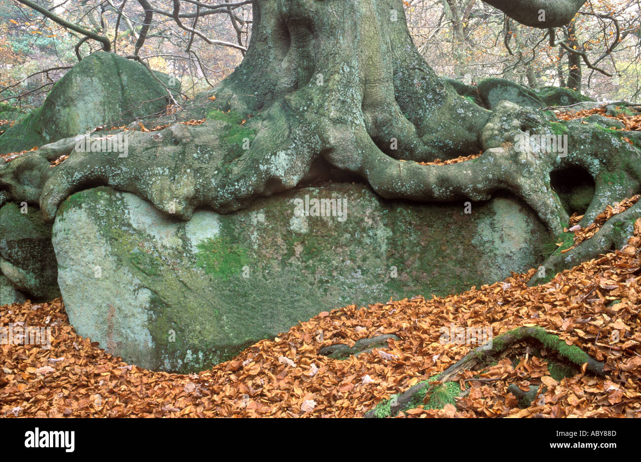 Tree growing on rock slab Stock Photo - Alamy