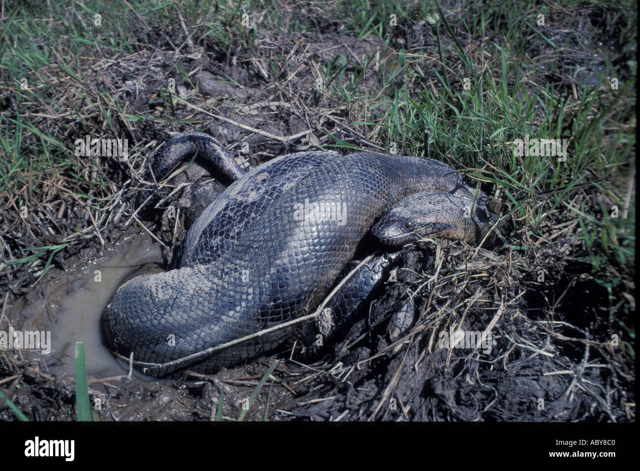 Giant or green anaconda snake Eunectes nurinus Venezuela predator ...