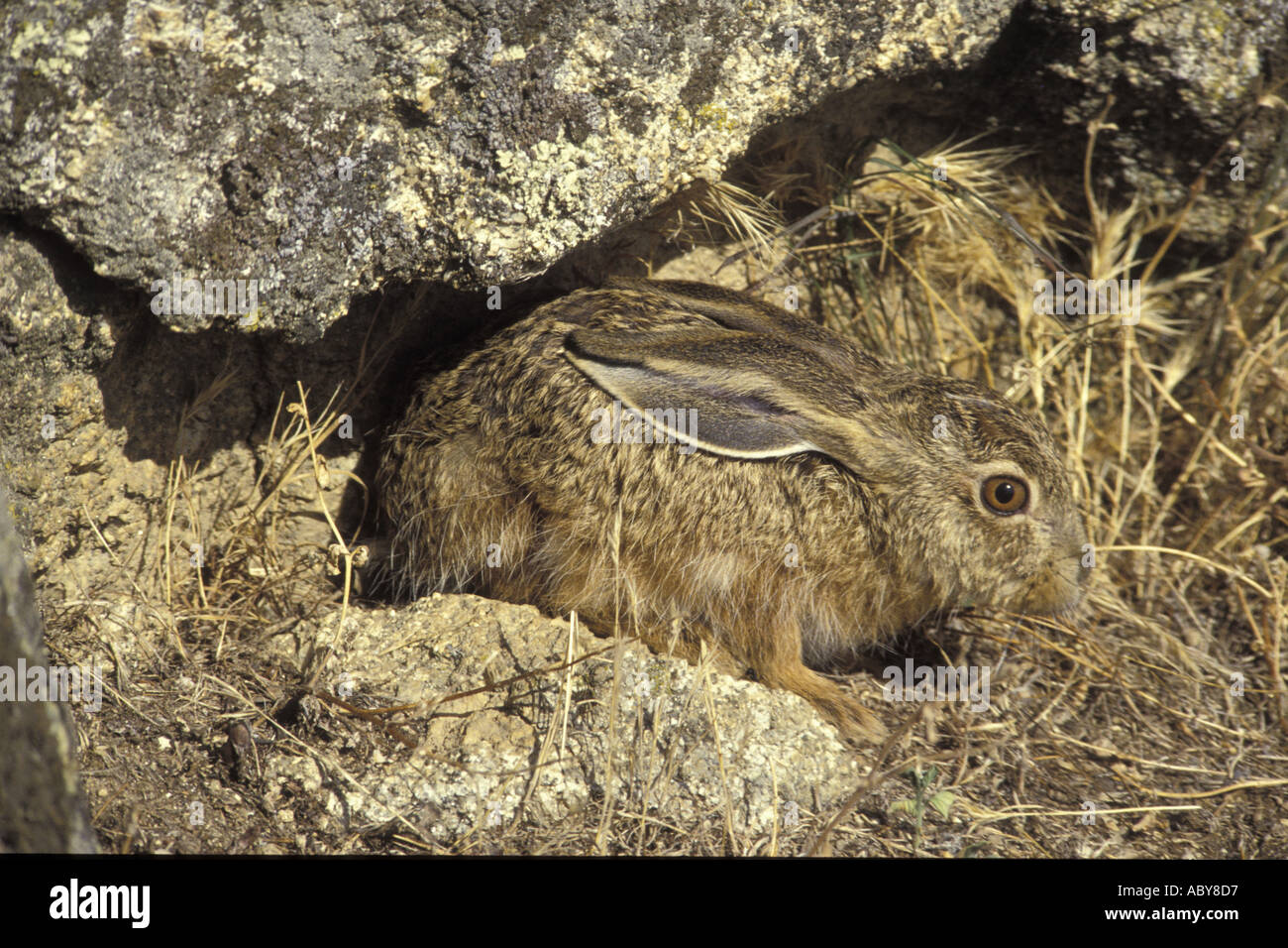 European rabbit in burrow Spain Sanz VISUAL WRITTEN Stock Photo - Alamy