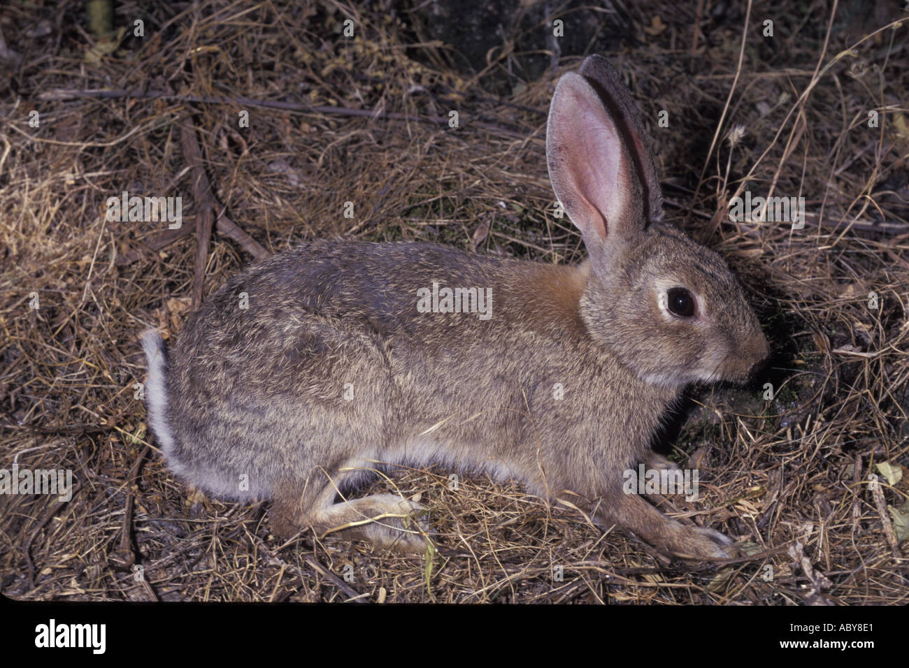 European rabbit in burrow Spain Sanz VISUAL WRITTEN Stock Photo - Alamy