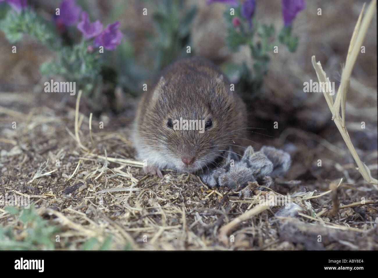 Meadow Vole Microtus arvalis Sanz VISUAL WRITTEN Stock Photo - Alamy
