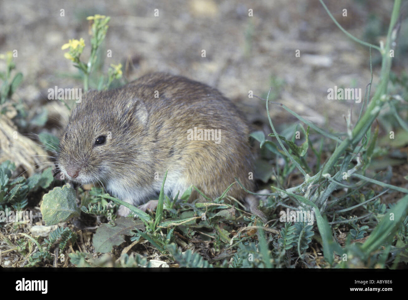Meadow Vole Microtus arvalis Sanz VISUAL WRITTEN Stock Photo - Alamy