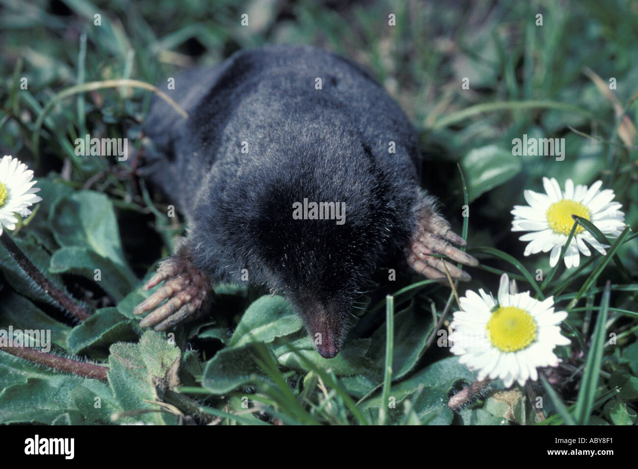 Mole Talpa europaea Spain Sanz VISUAL WRITTEN Stock Photo - Alamy