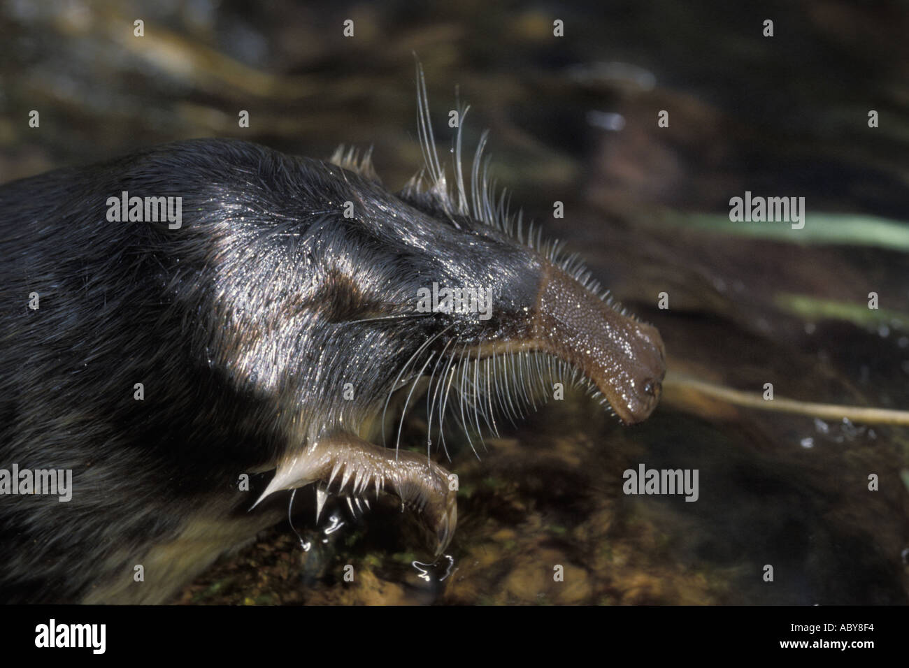 Desman Galemys pyrenaicus Pyrenees Spain Sanz VISUAL WRITTEN Stock ...