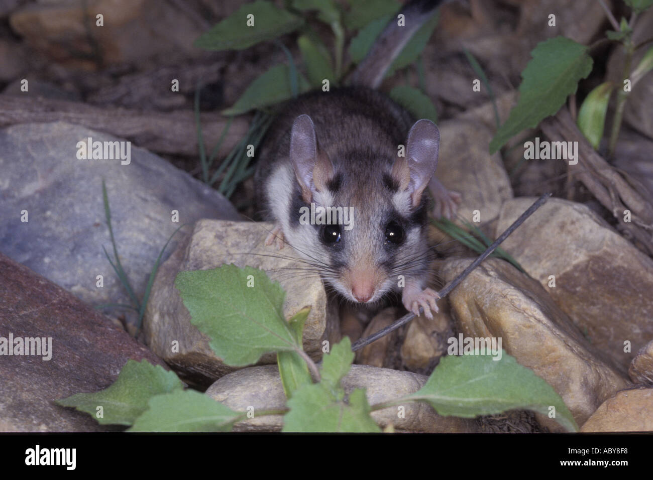 Garden Dor Mouse Eliomys quercinus Spain Sanz VISUAL WRITTEN Stock ...