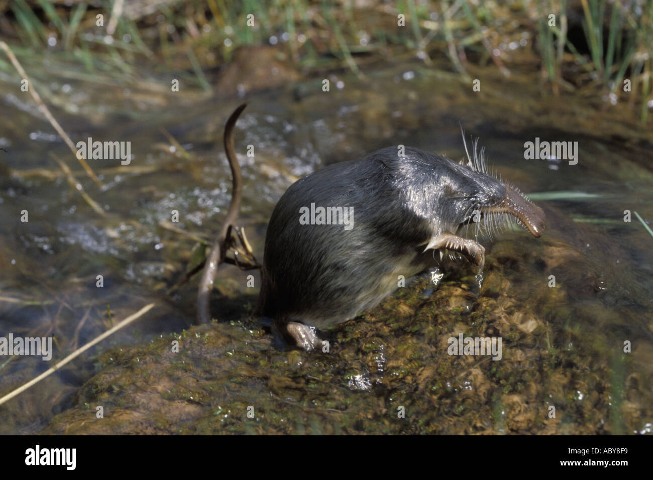 Desman Galemys pyrenaicus Pyrenees Spain Sanz VISUAL WRITTEN Stock ...