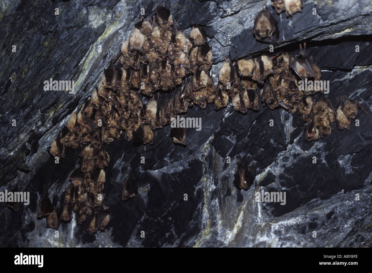 Bat Rhinolophus terrum equinum Sanz VISUAL WRITTEN Stock Photo - Alamy