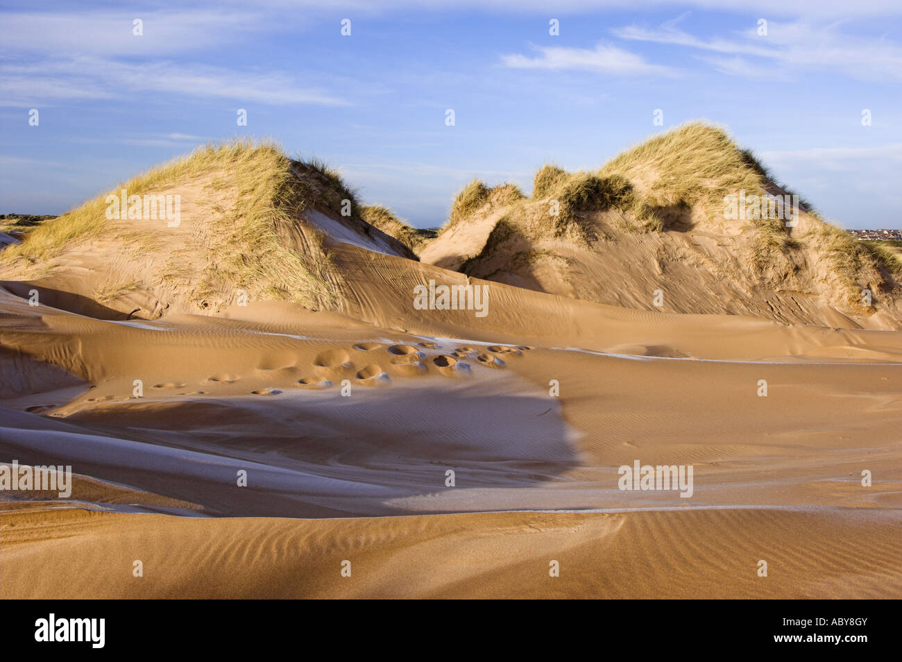 Sand dunes with marram grass growing on them at the Sands of Forvie ...