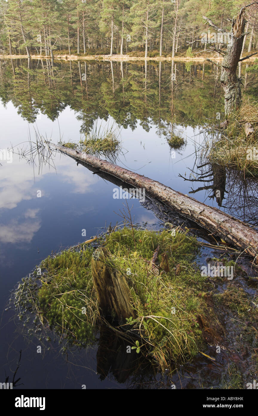 Uath Lochan, one of several forest lakes in Inshriach forest in Glen ...
