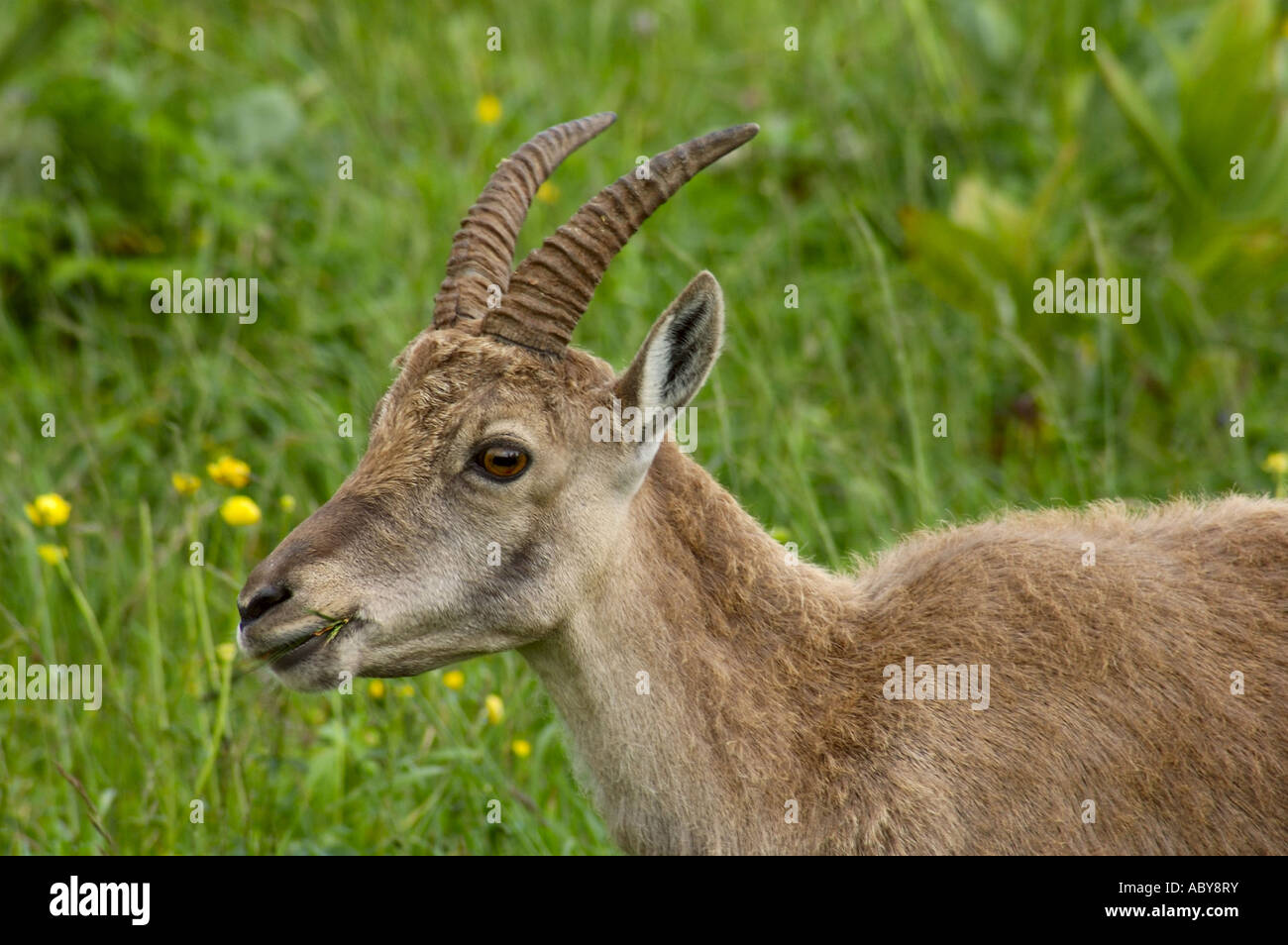Ibex female hi-res stock photography and images - Alamy