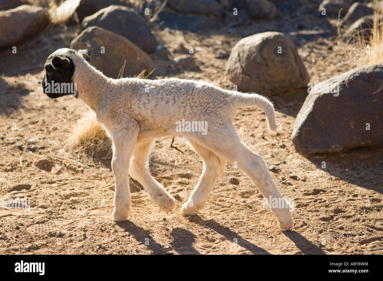Black headed lamb namibia Stock Photo - Alamy