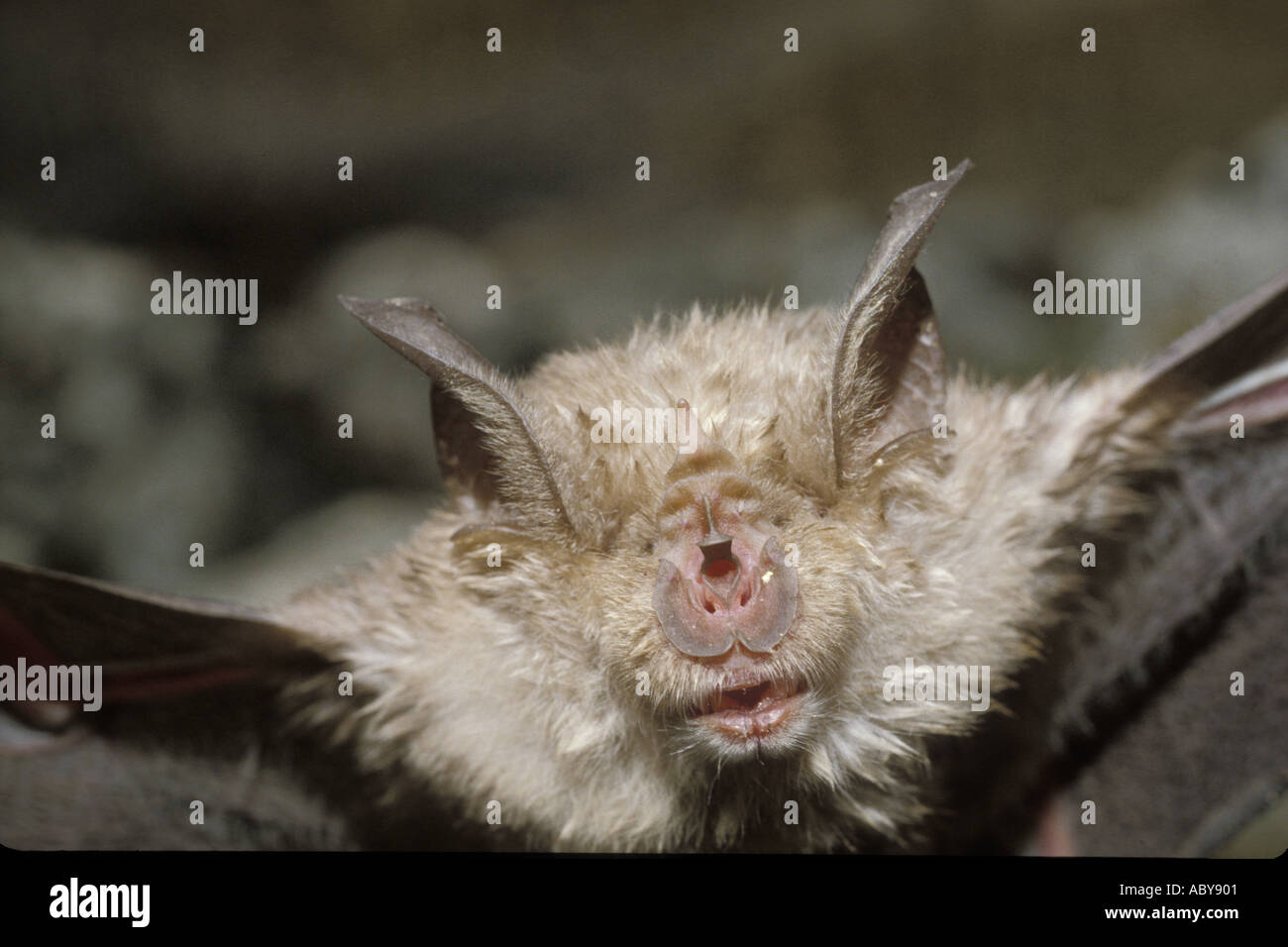 Bat Rhinolophus terrum equinum Sanz VISUAL WRITTEN Stock Photo - Alamy