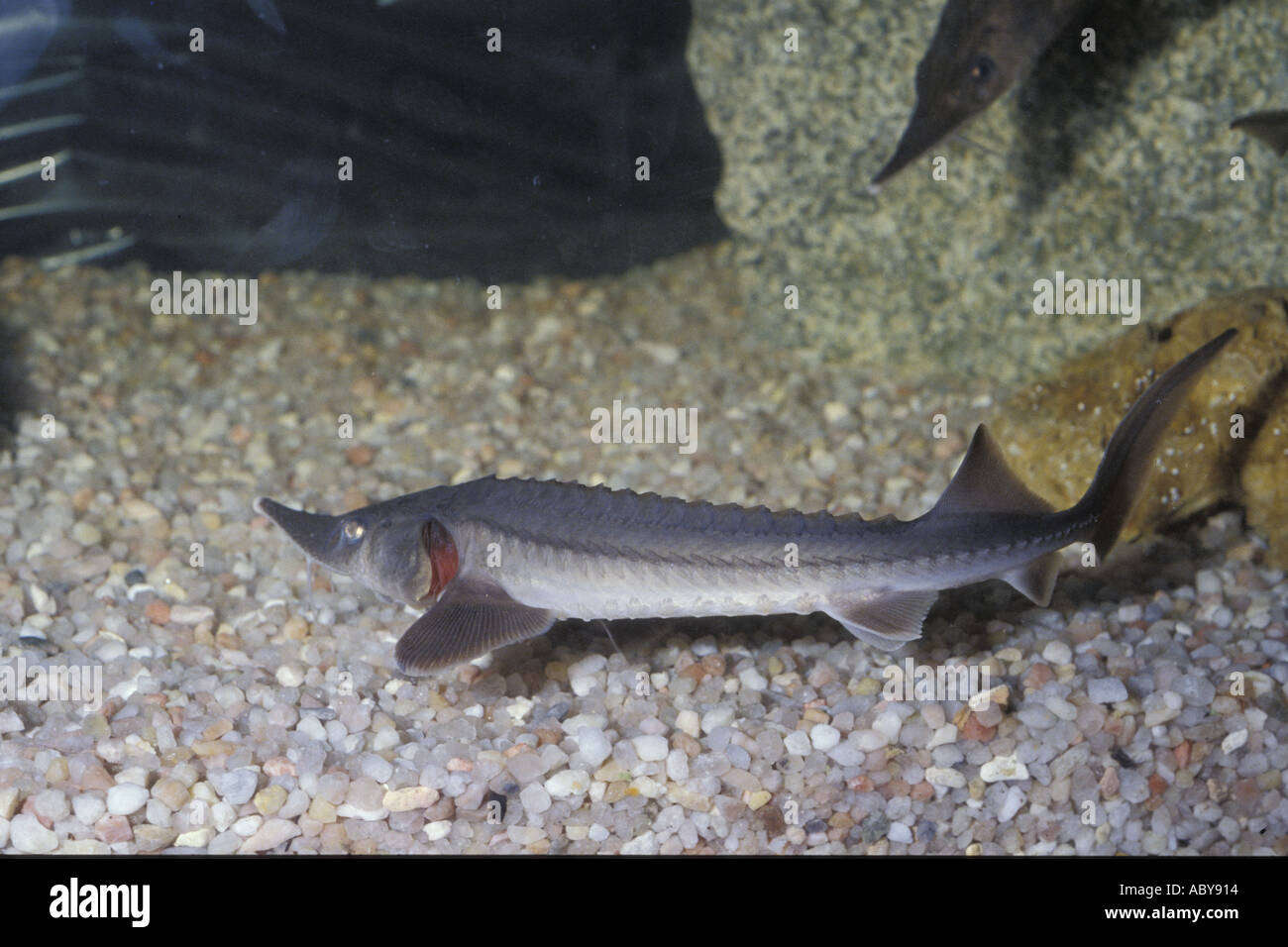 Acipenser sturio hi-res stock photography and images - Alamy