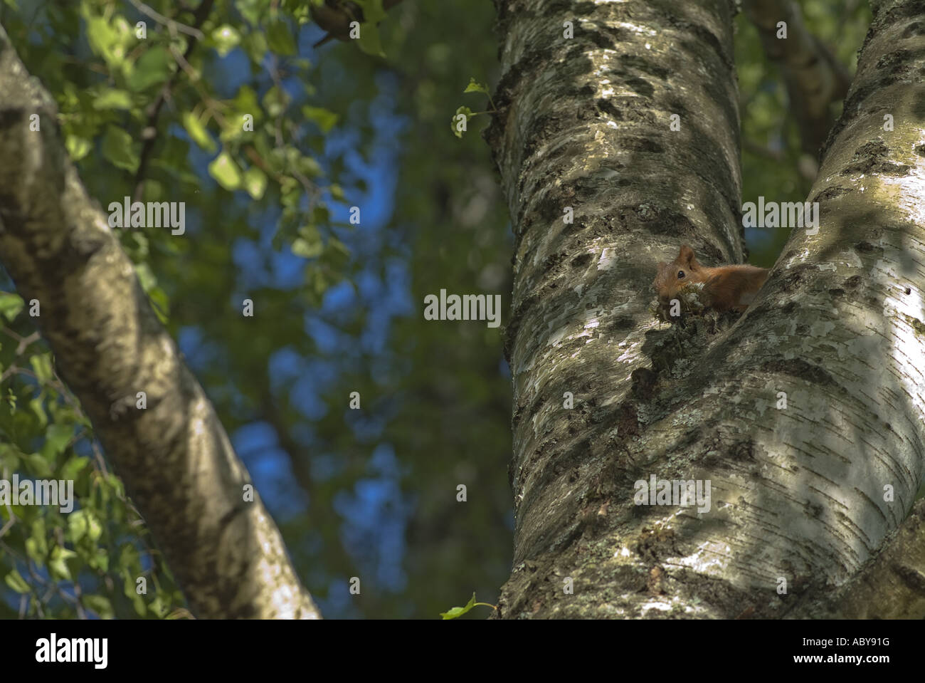 nesting squirrel up in a tree Stock Photo - Alamy