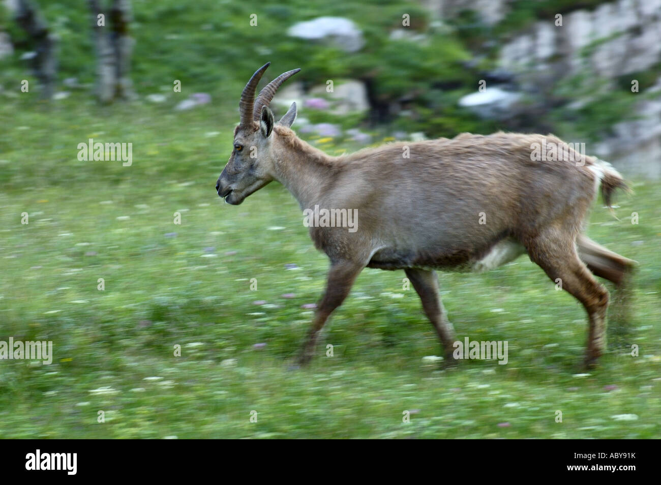 Female ibex hi-res stock photography and images - Alamy