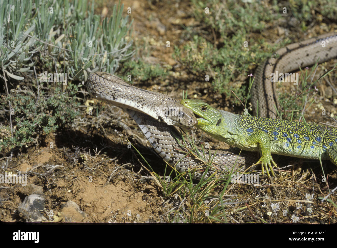 Spanish Lizard High Resolution Stock Photography and Images - Alamy