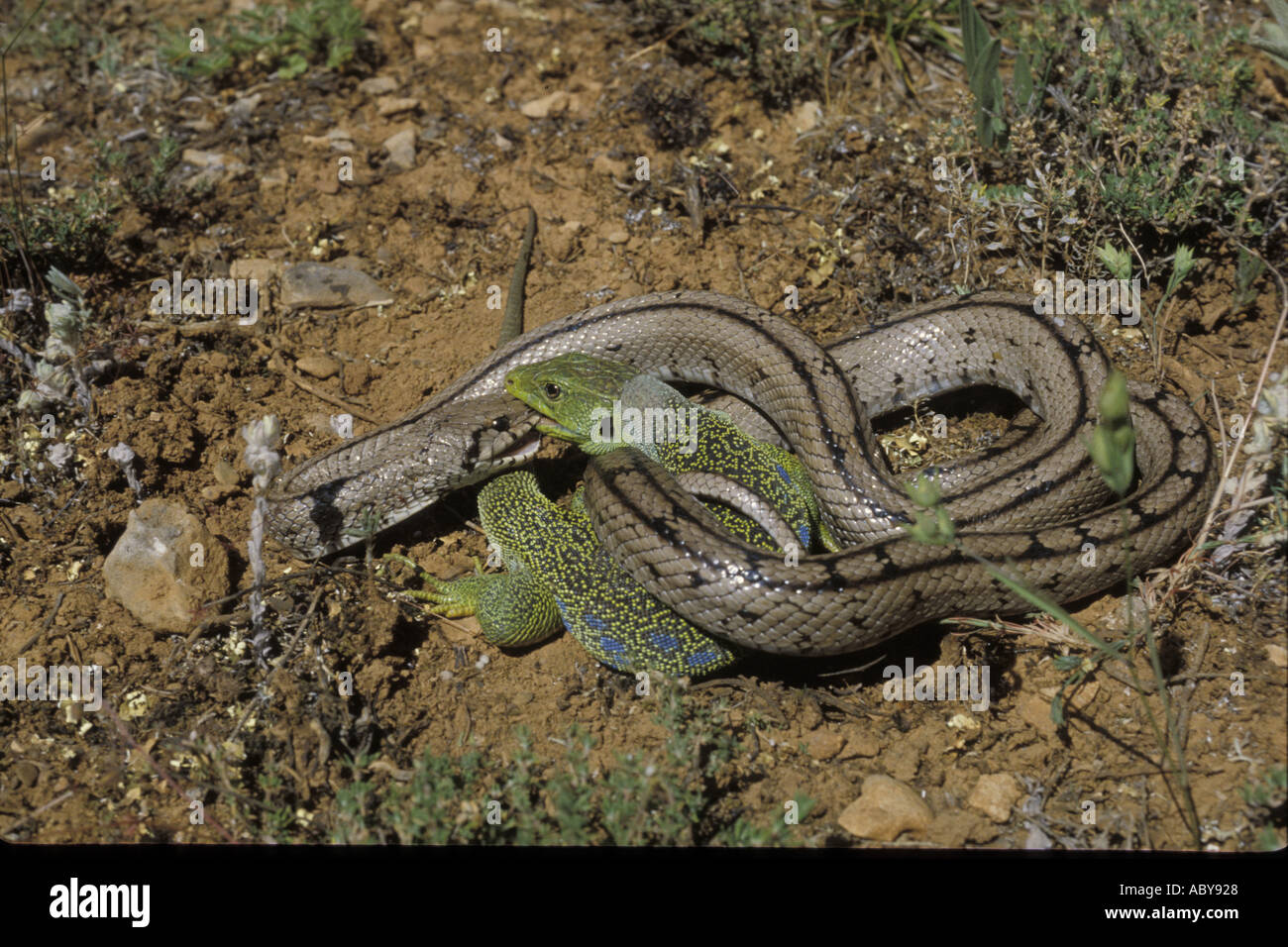 stair snake elepha scalaris Spain fighting with a green lizard Sanz V W ...