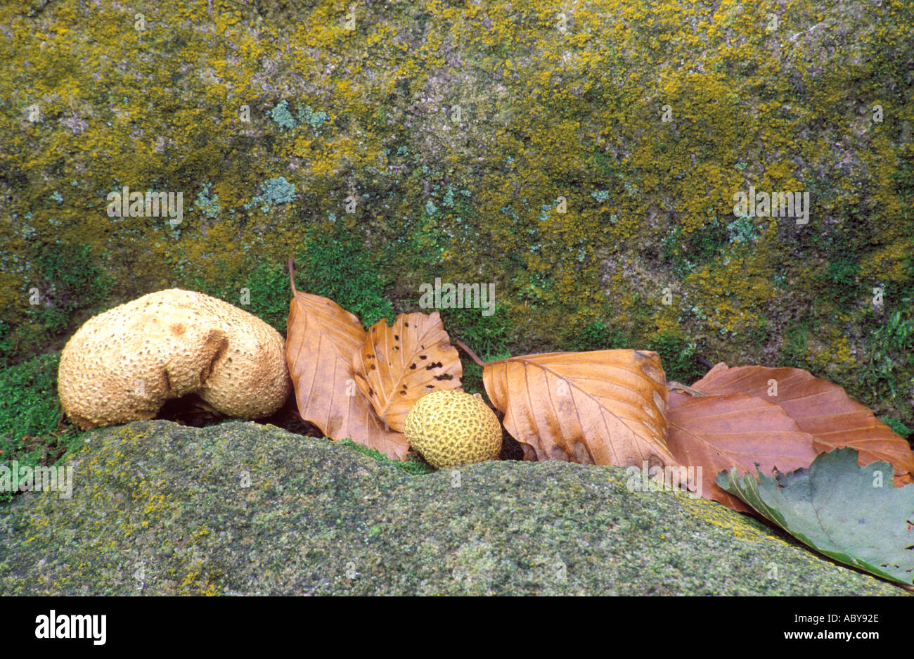 Fungi growing in rock crevice Stock Photo - Alamy