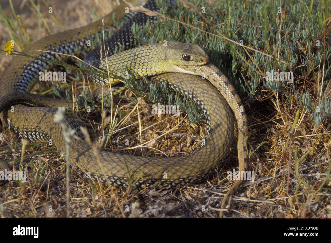 Spectacled snake hi-res stock photography and images - Alamy
