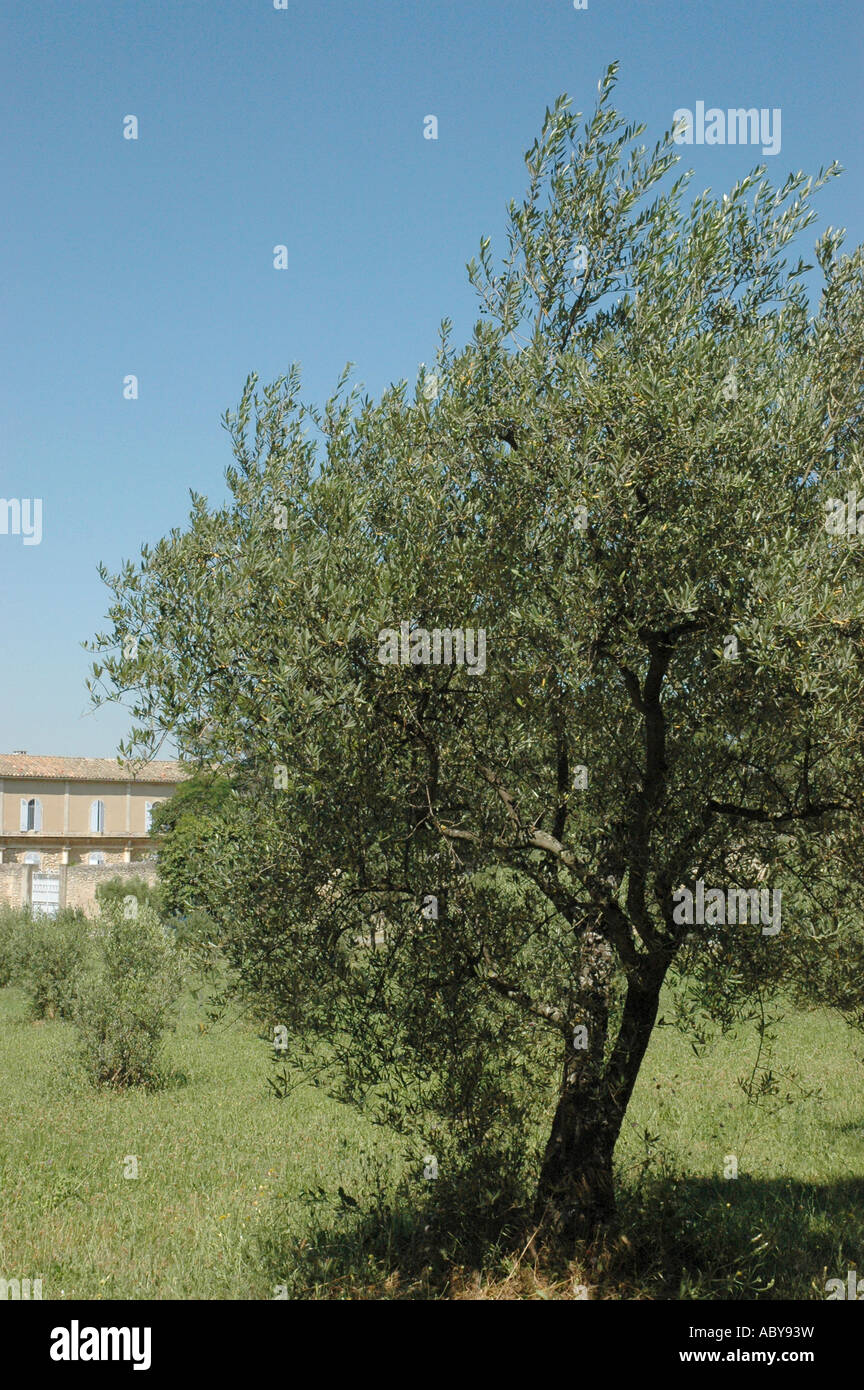 Famous olive trees as painted depicted by artist Vincent Van Gogh Stock ...