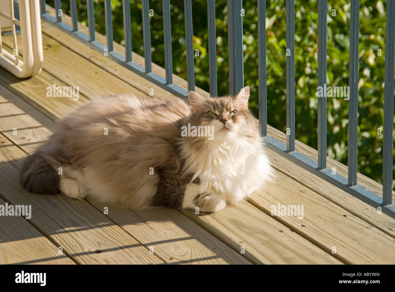 Cat deck hi-res stock photography and images - Alamy