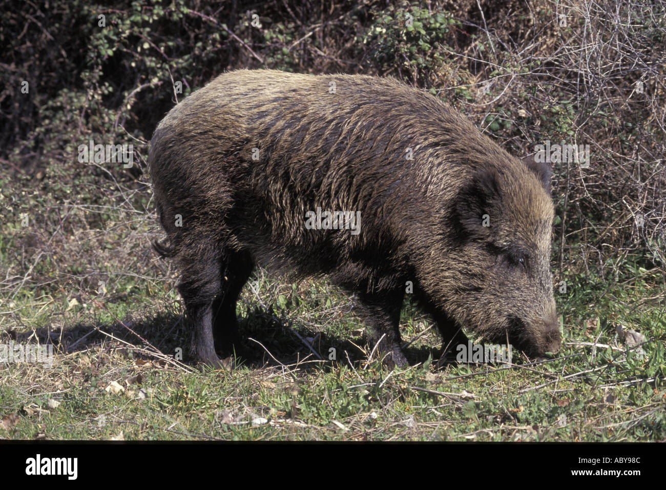 Wild boar also known as feral pig or hog sus scrofa Spain CARLOS SANZ V ...