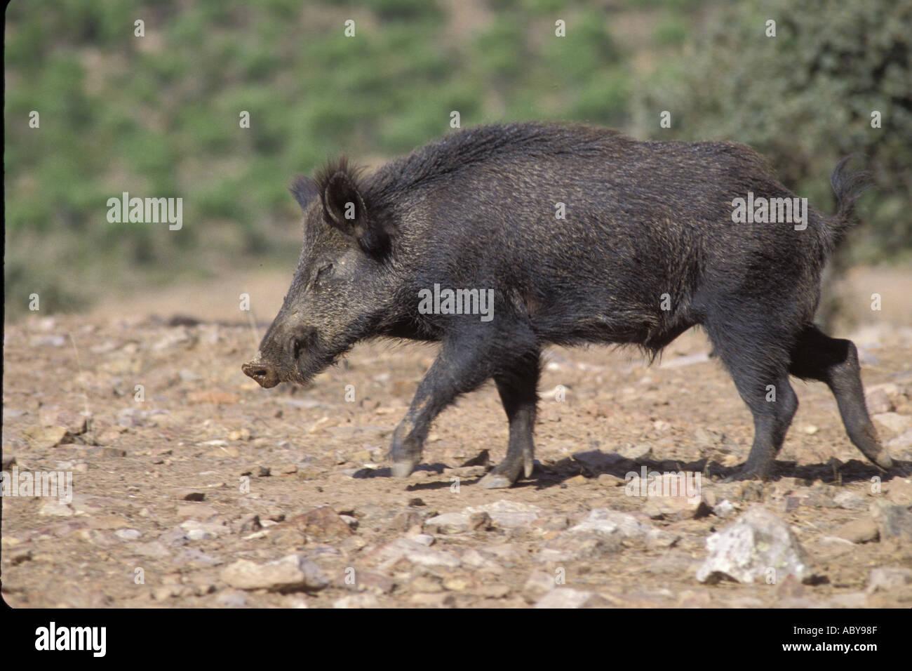 Wild boar also known as feral pig or hog sus scrofa Spain CARLOS SANZ V ...