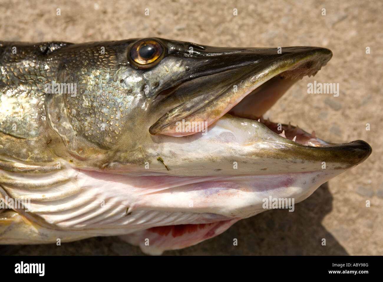 Fighting Fit. Predatory, freshwater Pike caught by angler Stock Photo ...