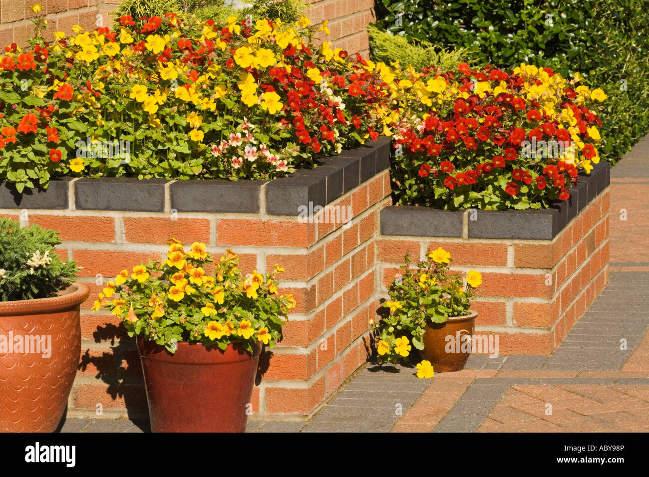 Conifers in pots hi-res stock photography and images - Alamy