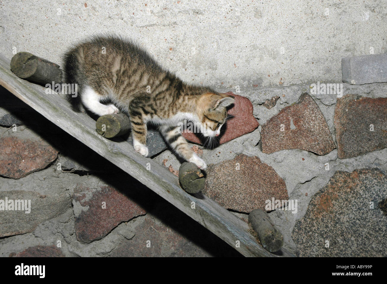 Small cat playing on a country backyard Stock Photo - Alamy