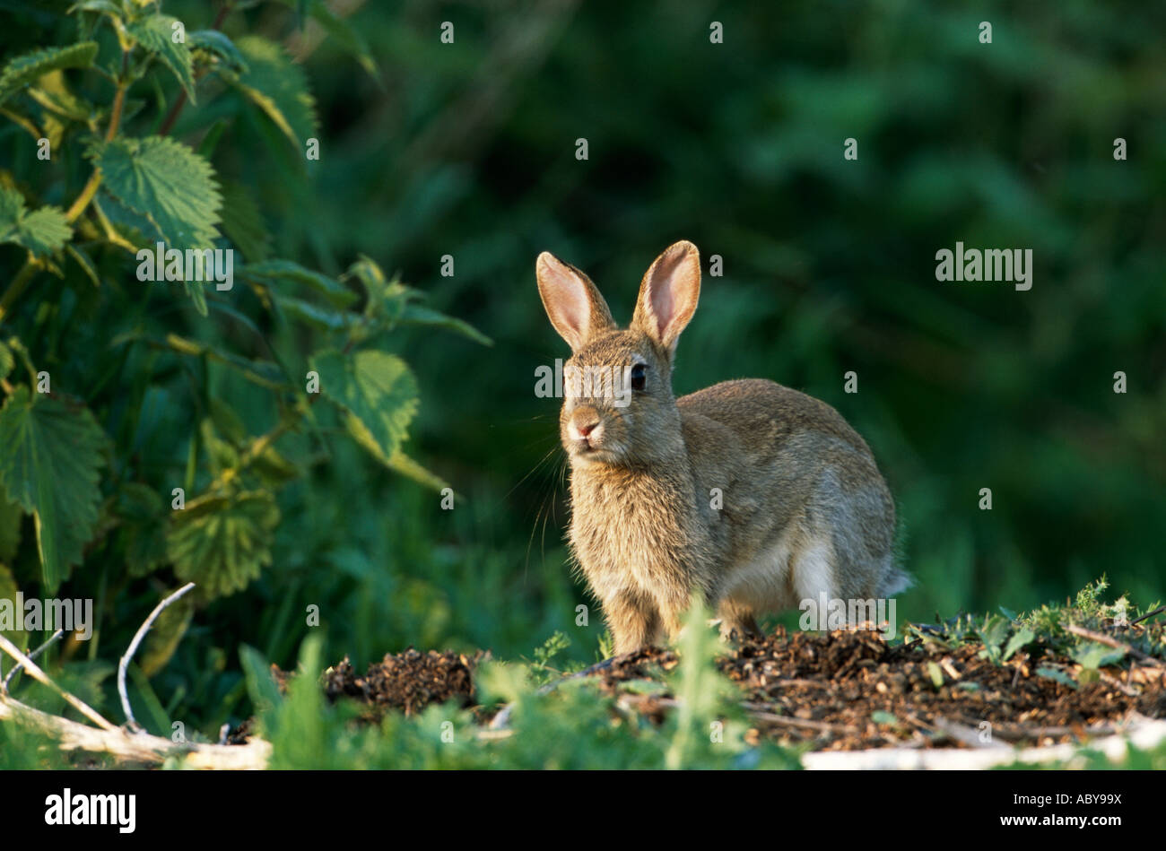 Rabbit emerging from under growth Stock Photo - Alamy