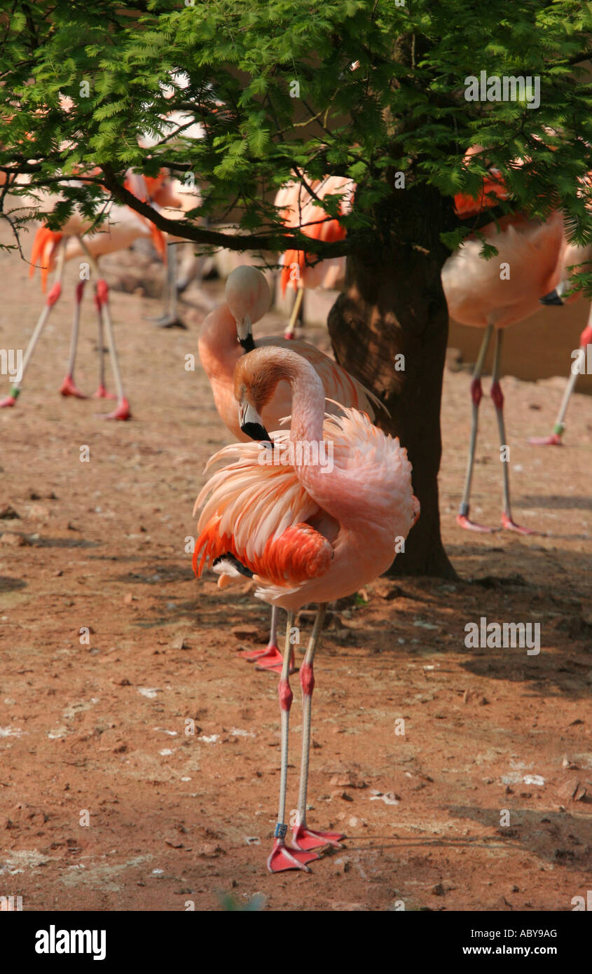 Colourful waterbird the famous Pink Flamingo preens itself next to a ...