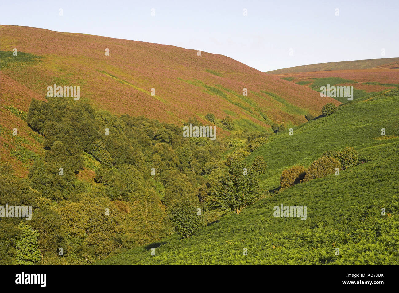 Heather moor in flower on the Cairn O'Mount pass in the Grampian ...