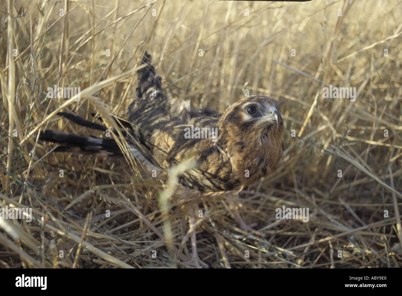 Harvest hawk hi-res stock photography and images - Alamy