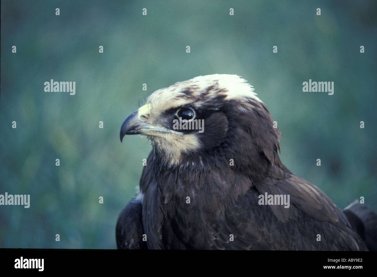 Harvest hawk hi-res stock photography and images - Alamy