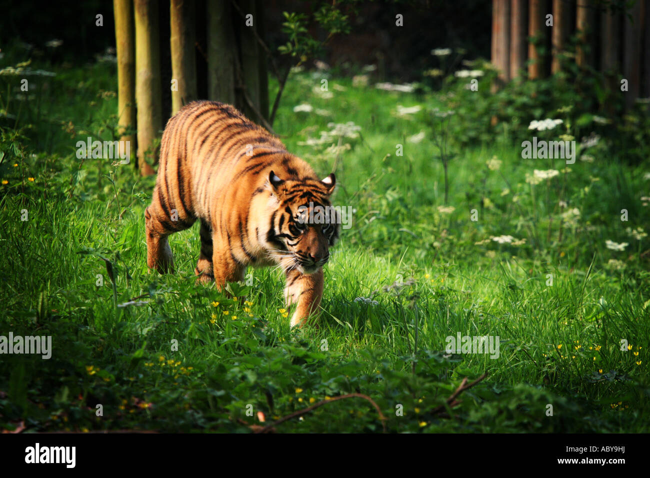 Sumatran Tiger Panthera tigris sumatrae stalks through long lush green ...