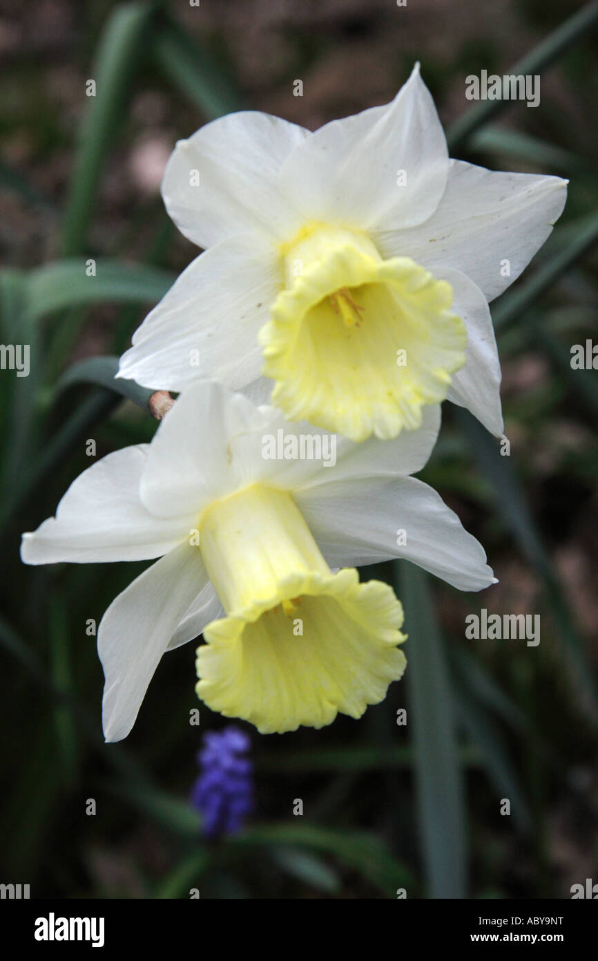 Pale late-flowering daffodil Stock Photo - Alamy