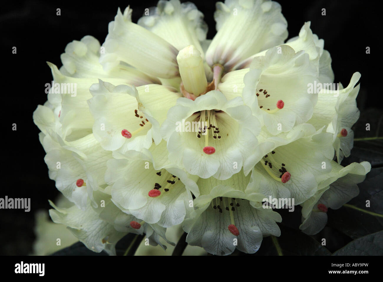 White Rhododendron flower Stock Photo - Alamy