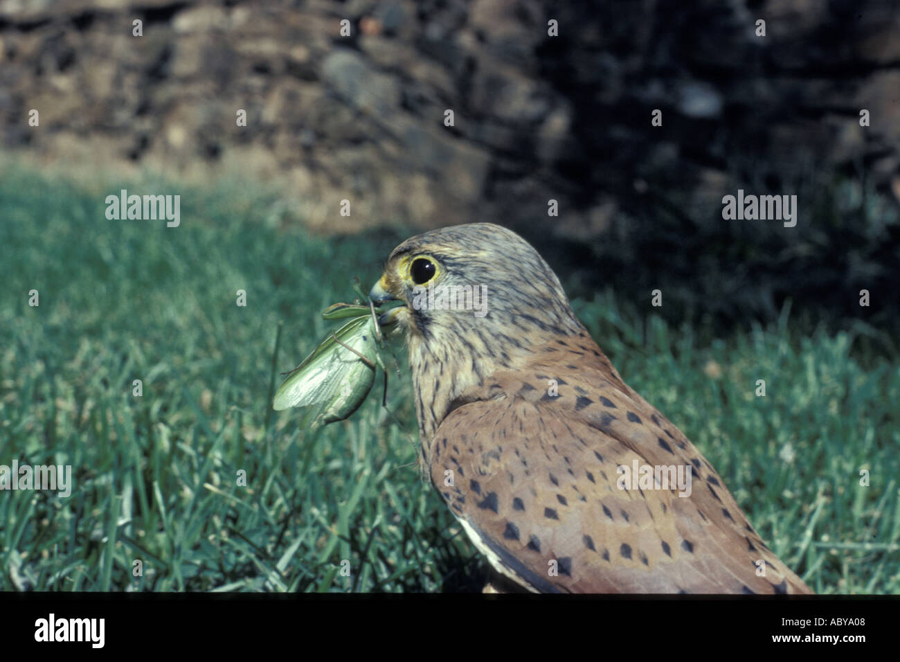 Bird eating mantis hi-res stock photography and images - Alamy